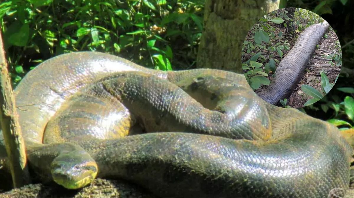Corpo da sucuri Vovózona, vulgo Anajulia, será exposto em Campo Grande | Jornal Midiamax